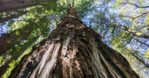 Meet Hyperion - Towering Above the Rest as the World's Tallest Tree