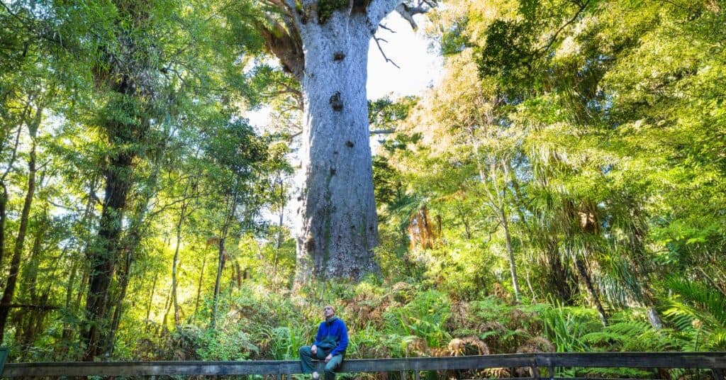 Tāne Mahuta 'God of the Forest' - A New Zealand Icon
