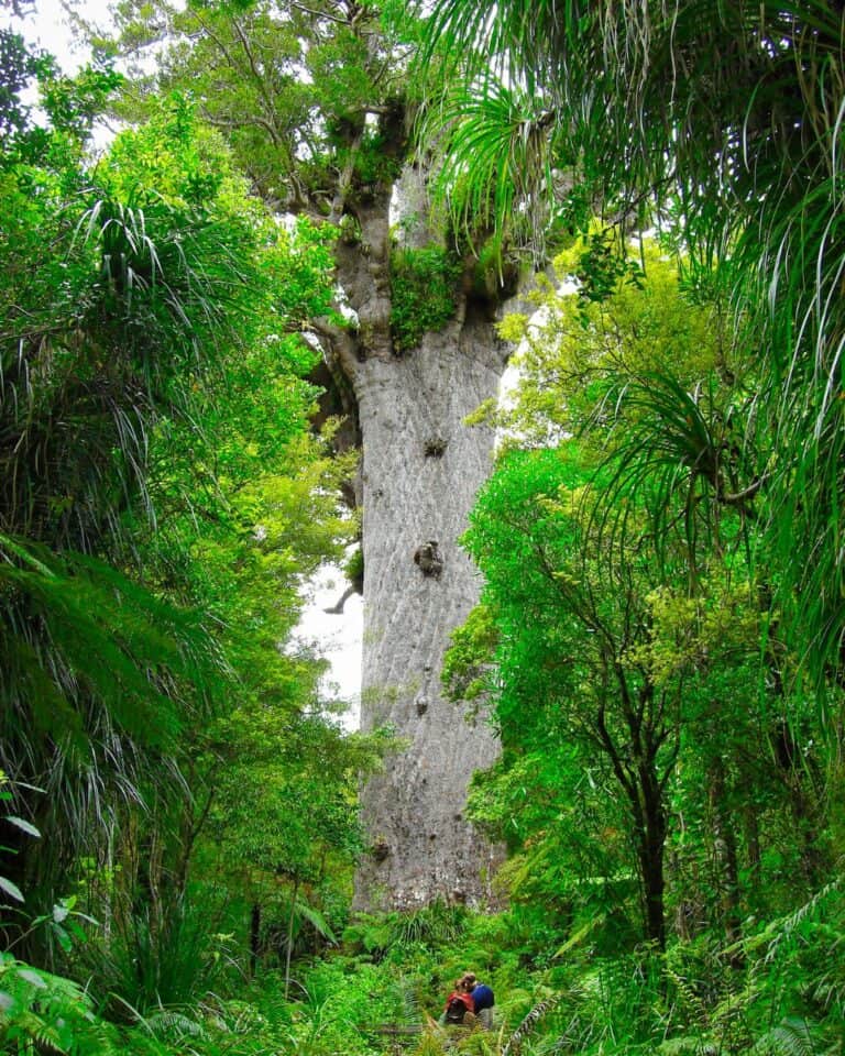 Explore the Heart of Yakushima Where the Ancient Jōmon Sugi Tree Stands ...
