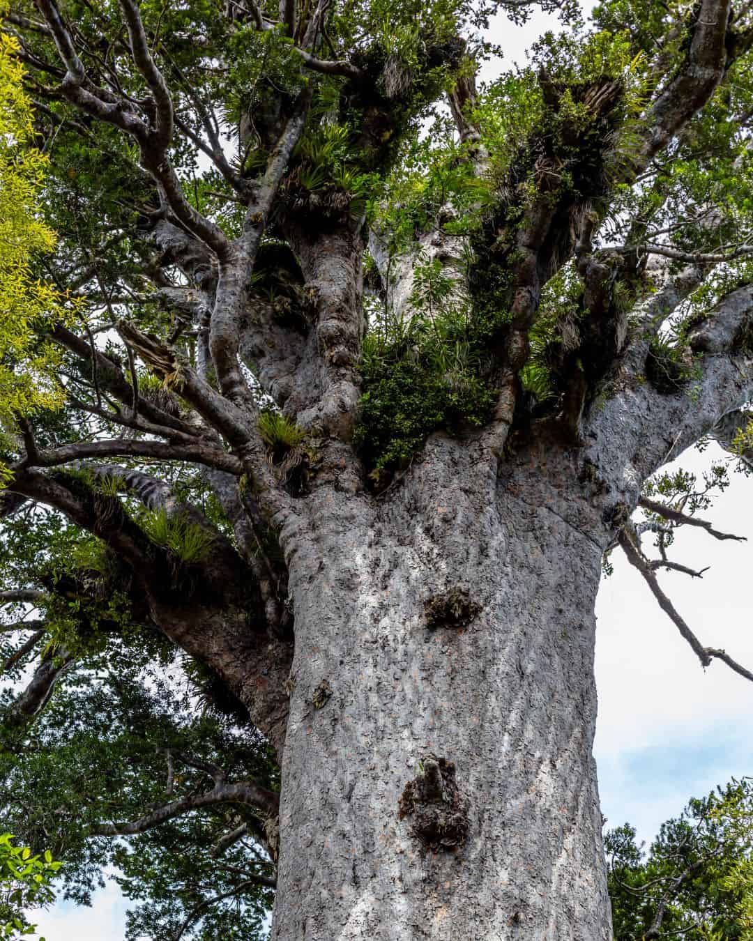 Tāne Mahuta 'God of the Forest' - A New Zealand Icon