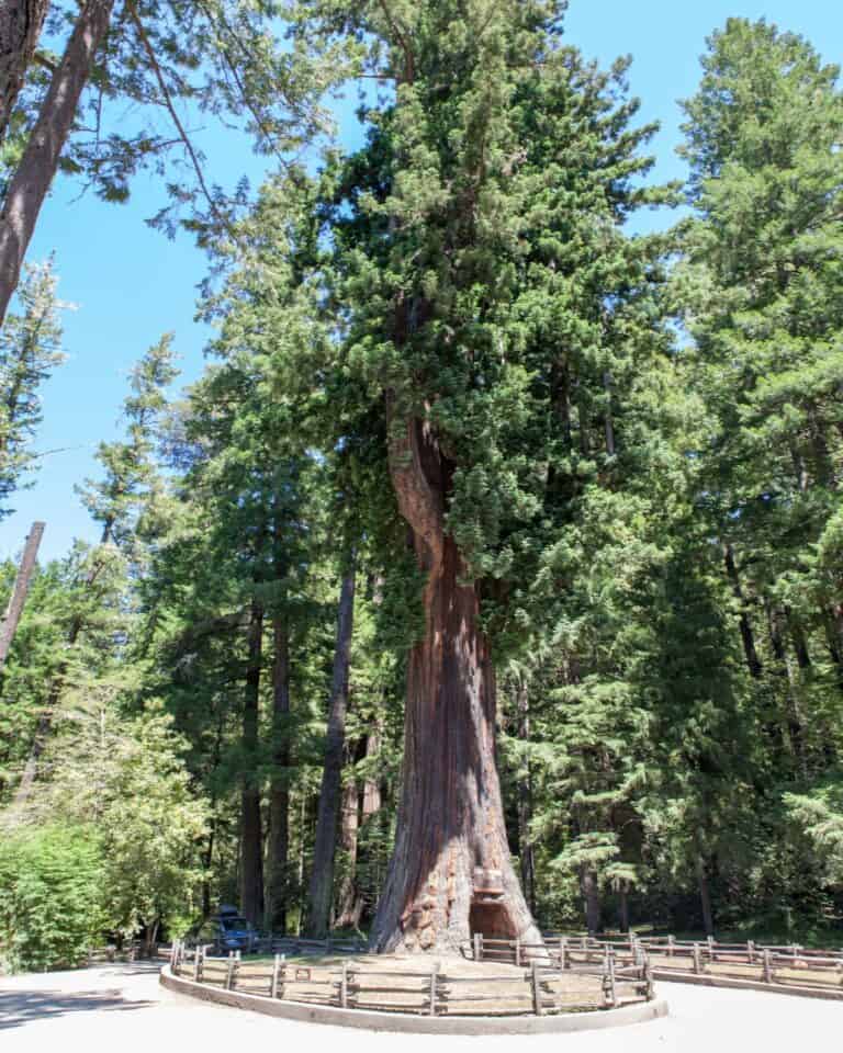 A Road Trip Highlight: Leggett's Drive-Through Chandelier Tree