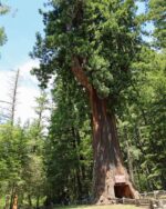 A Road Trip Highlight: Leggett's Drive-Through Chandelier Tree