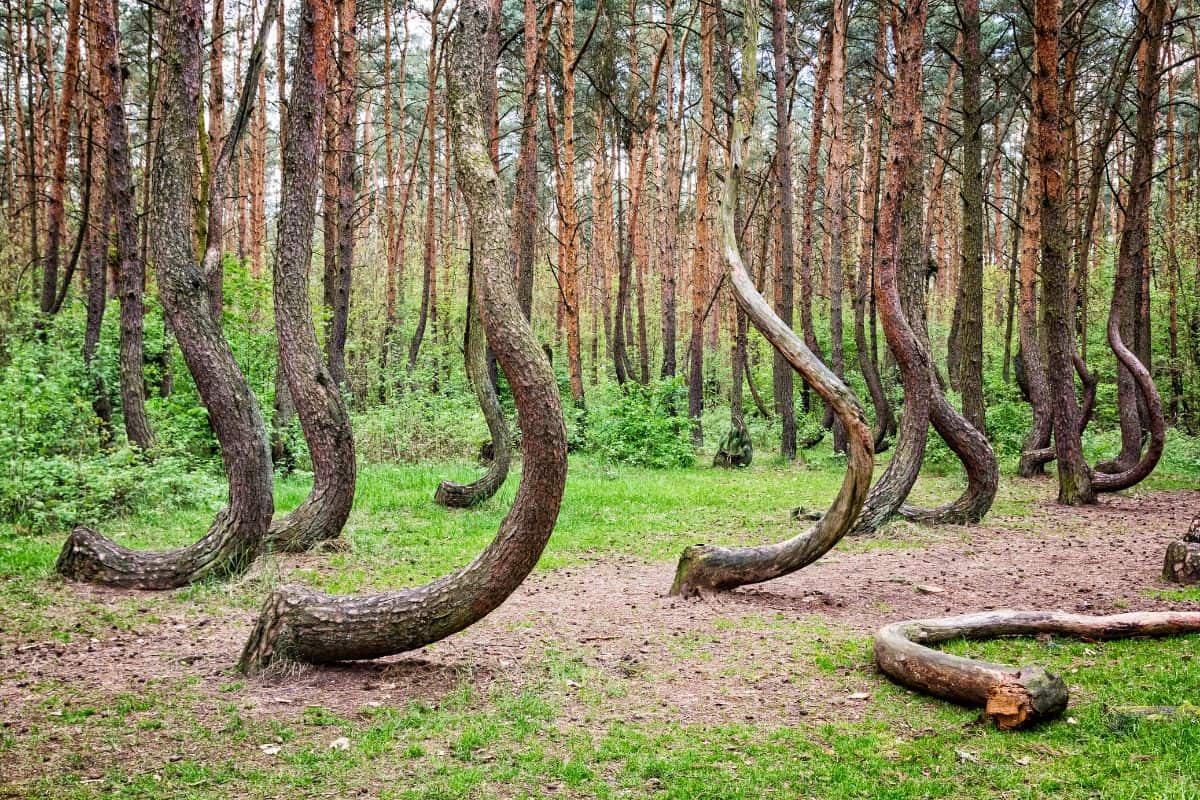 The Crooked Forest of Poland - Nature’s Mystery or Man-Made Marvel?