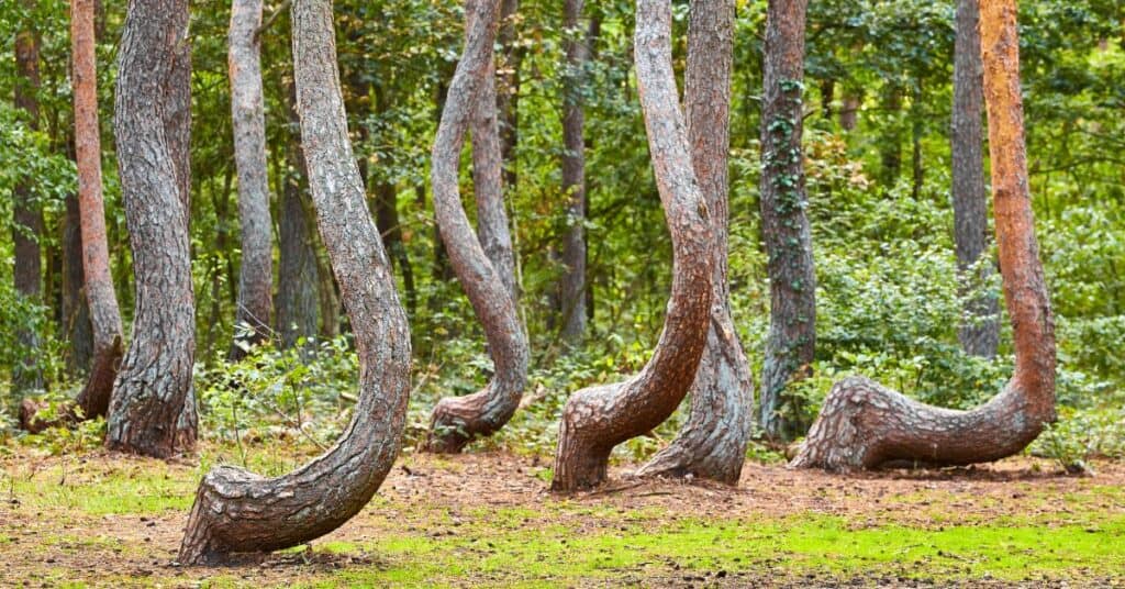 The Crooked Forest of Poland - Nature’s Mystery or Man-Made Marvel?