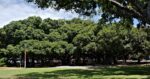 Emerging from the Embers, How the Lahaina Banyan Tree is Overcoming ...