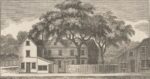 How Boston's Liberty Tree Became the Heartbeat of a Revolution