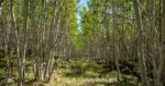 Discover the 'Trembling Giant' Pando, the World's Largest Living Organism