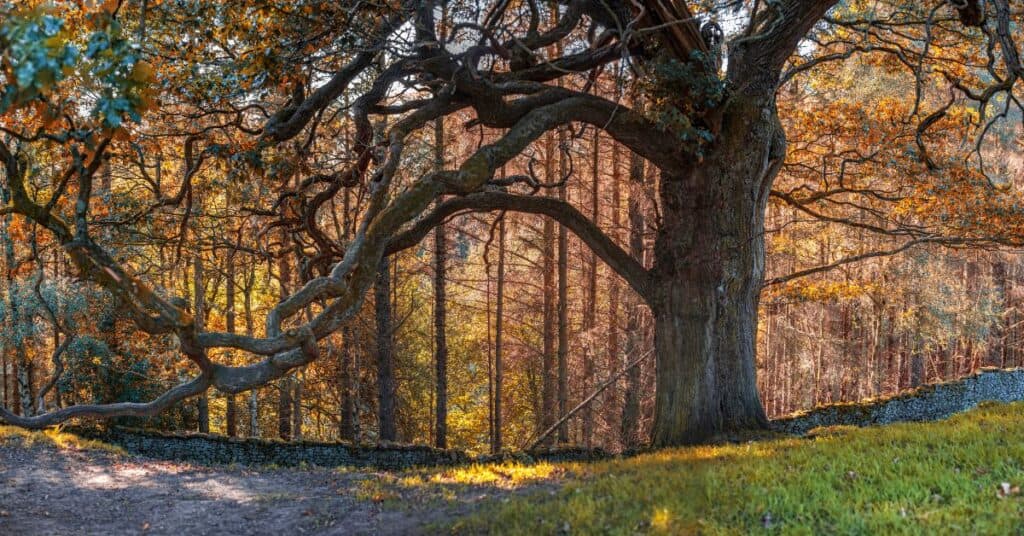 The Oak That Saved a King - Exploring the Royal Oak’s Historic Roots