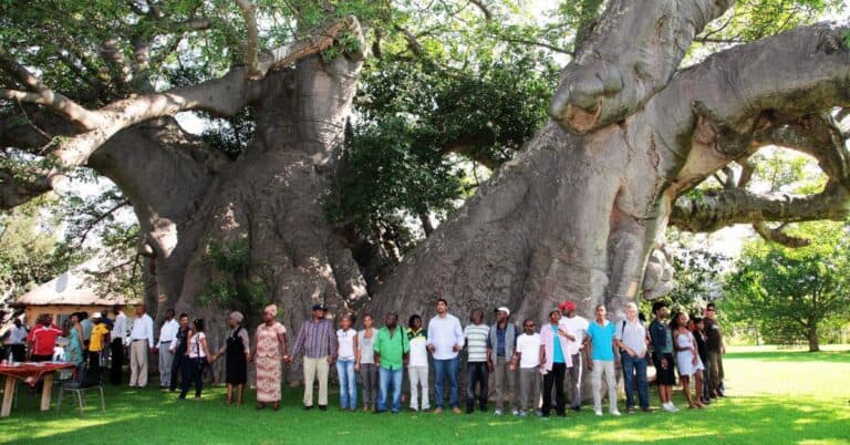 Once a Pub, Always a Legend - The Story of the Sunland Baobab
