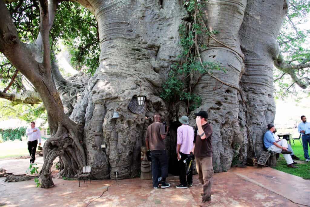 Once a Pub, Always a Legend - The Story of the Sunland Baobab
