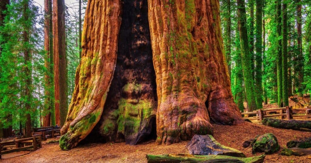 Meet General Sherman! A Titan Among Trees
