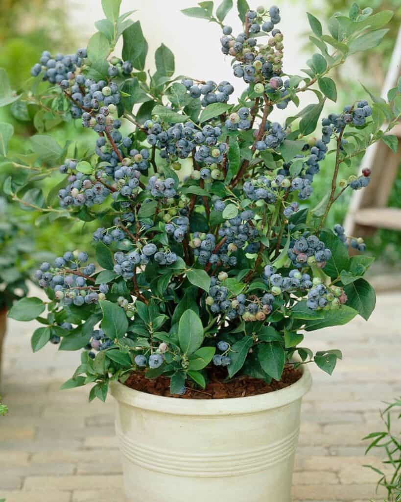 11 Standout Blueberry Bushes For Fruit In Less Time (1st Year)