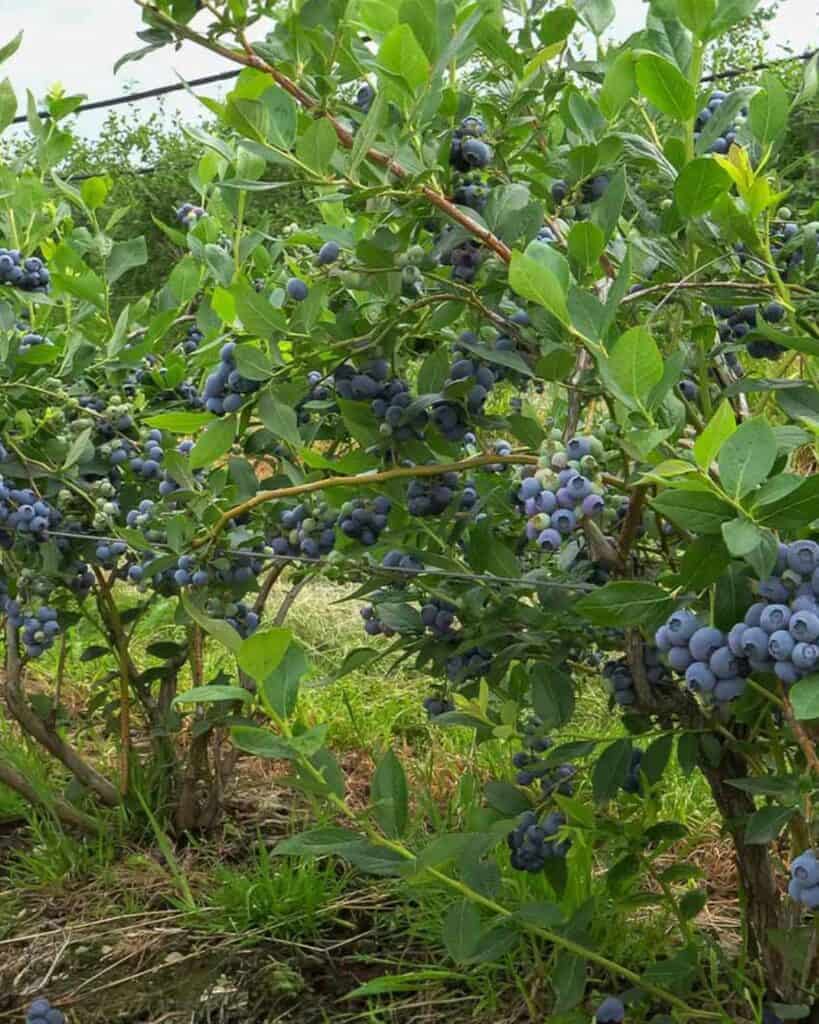 11 Standout Blueberry Bushes For Fruit In Less Time (1st Year)