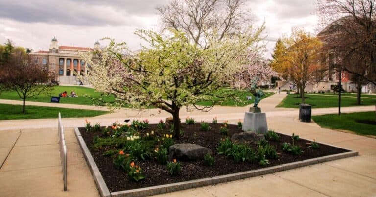 The Incredible Tree of 40 Fruit - Art, Nature, and Science in One!