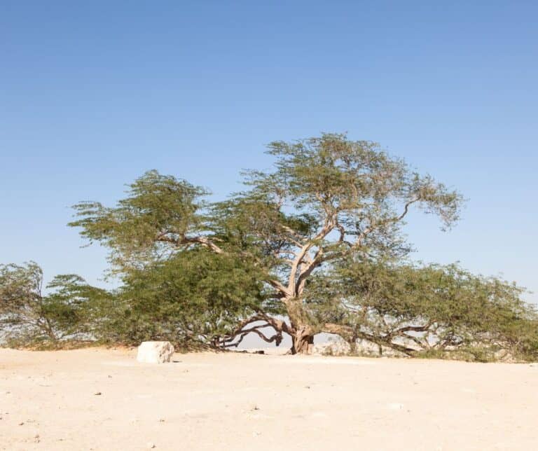 Unveiling the Mystery of Bahrain's Tree of Life - A Symbol of ...