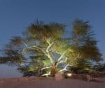 Unveiling the Mystery of Bahrain's Tree of Life - A Symbol of ...