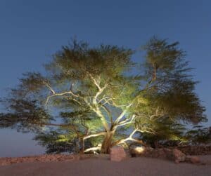 Unveiling the Mystery of Bahrain's Tree of Life - A Symbol of ...