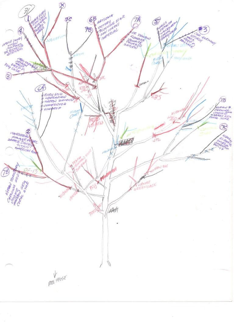 The Incredible Tree of 40 Fruit - Art, Nature, and Science in One!