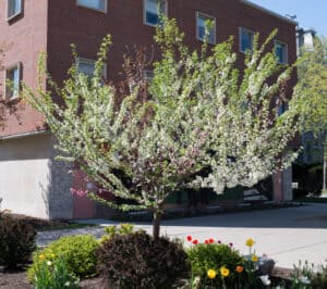 The Incredible Tree of 40 Fruit - Art, Nature, and Science in One!