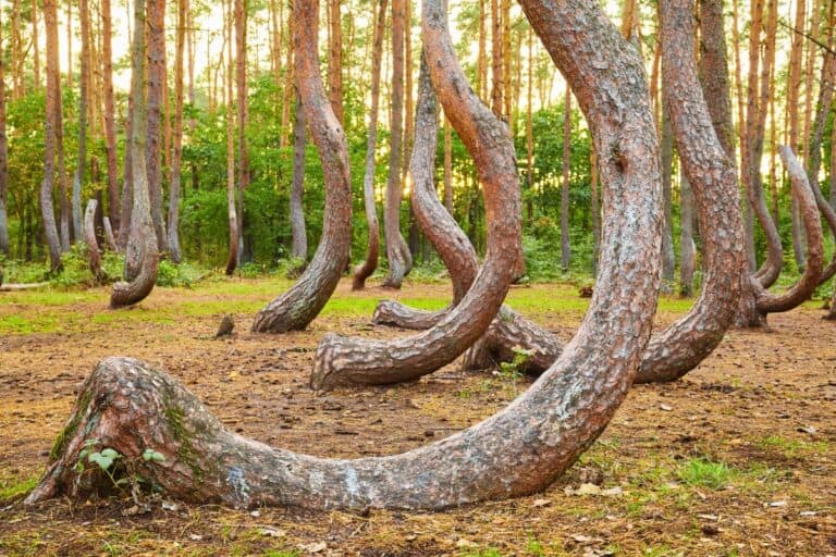 The Crooked Forest of Poland - Nature’s Mystery or Man-Made Marvel?