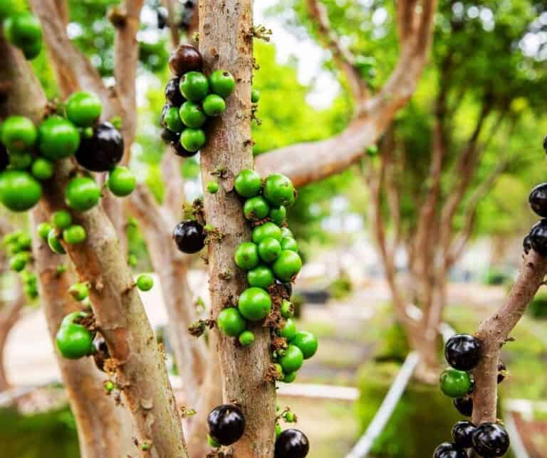 Eat Straight from the Trunk - The Curious Case of Brazil’s Jabuticaba Tree