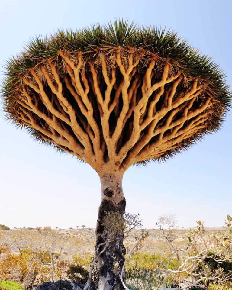 Discover the Mysteries of the Dragon Blood Tree