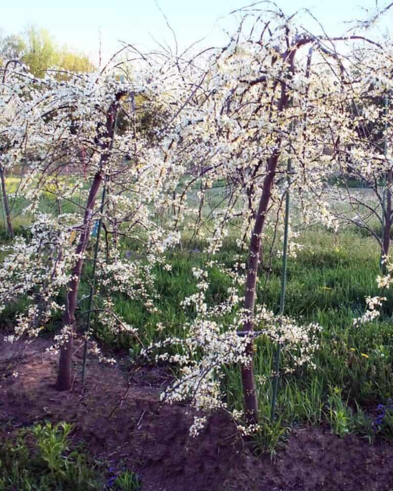 7 Breathtaking Weeping Redbud Trees You Need to See