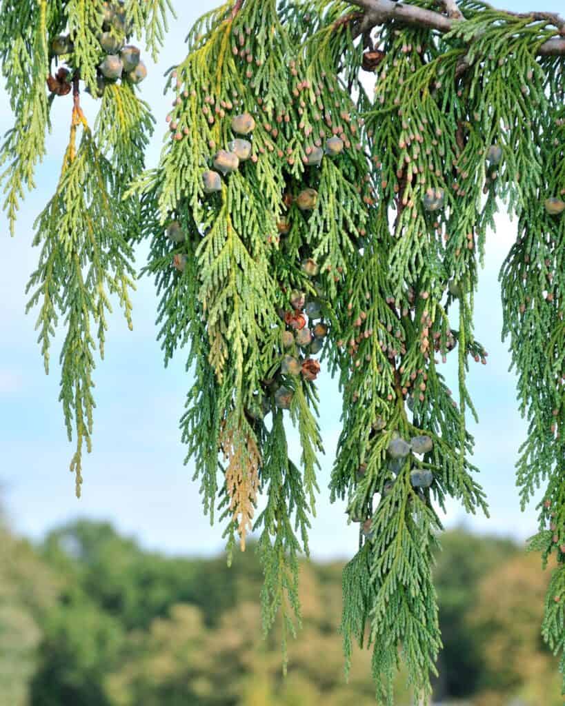 16 Weeping Evergreen Trees That Will Turn Your Garden Into a Wonderland