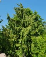 16 Weeping Evergreen Trees That Will Turn Your Garden Into a Wonderland