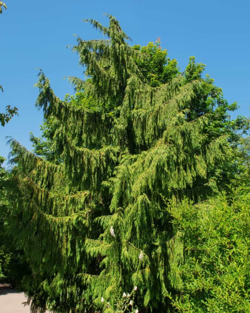 16 Weeping Evergreen Trees That Will Turn Your Garden Into a Wonderland