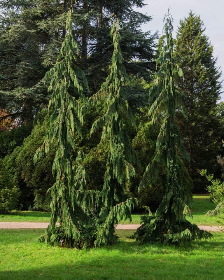 16 Weeping Evergreen Trees That Will Turn Your Garden Into a Wonderland