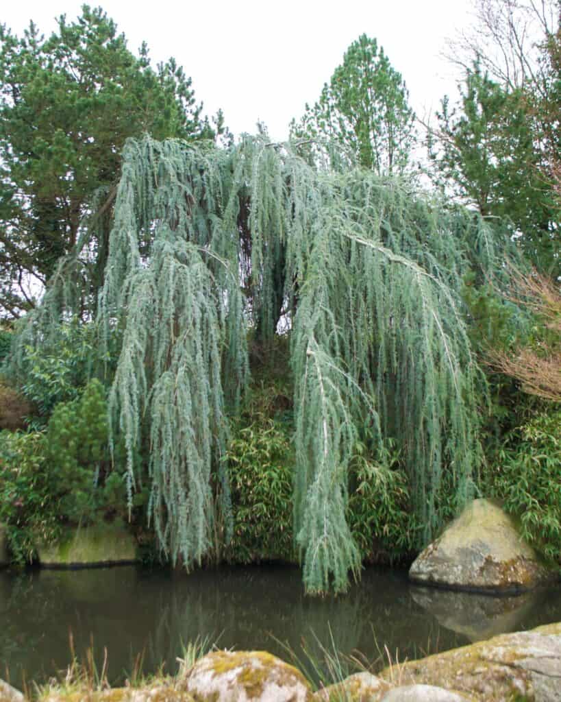 16 Weeping Evergreen Trees That Will Turn Your Garden Into a Wonderland