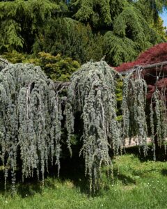 16 Weeping Evergreen Trees That Will Turn Your Garden Into a Wonderland