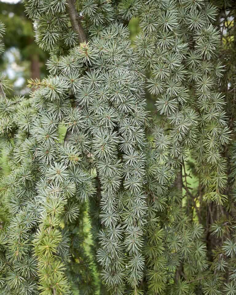 16 Weeping Evergreen Trees That Will Turn Your Garden Into a Wonderland