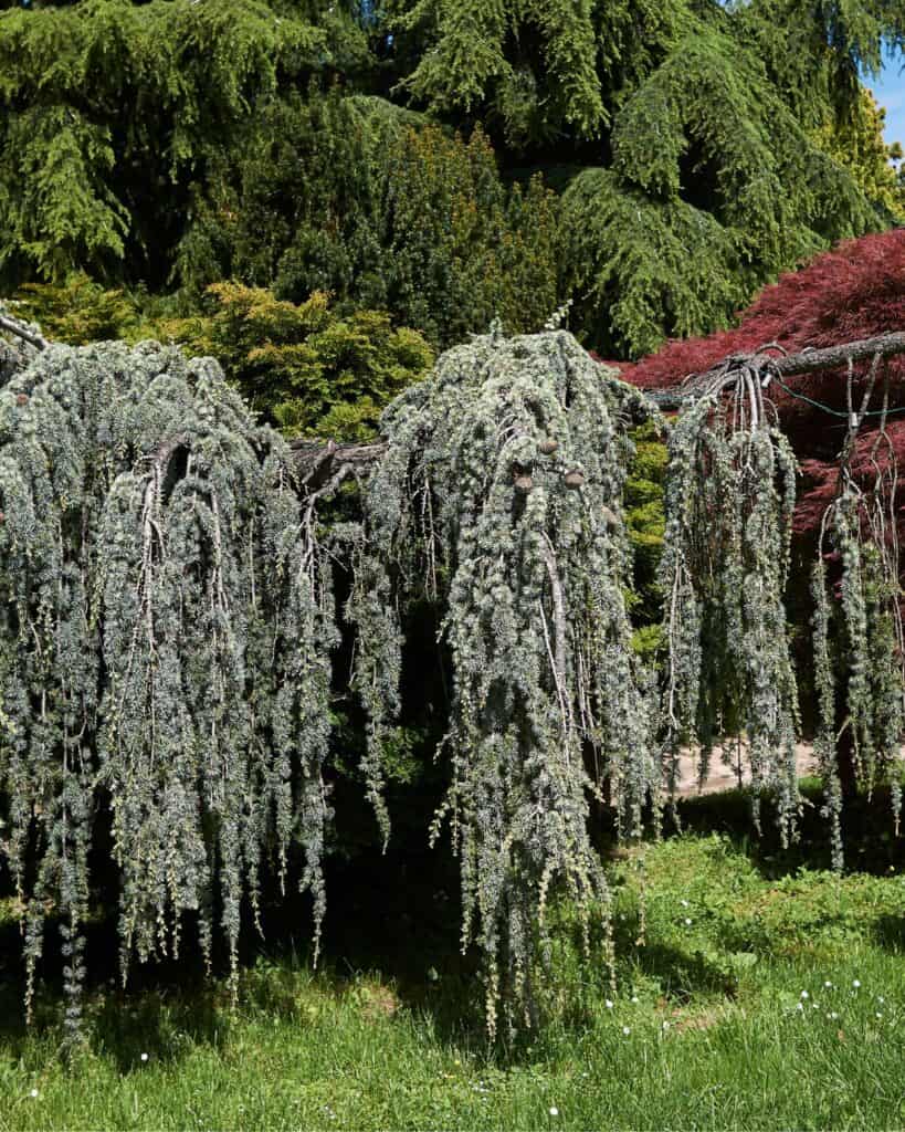 16 Weeping Evergreen Trees That Will Turn Your Garden Into a Wonderland