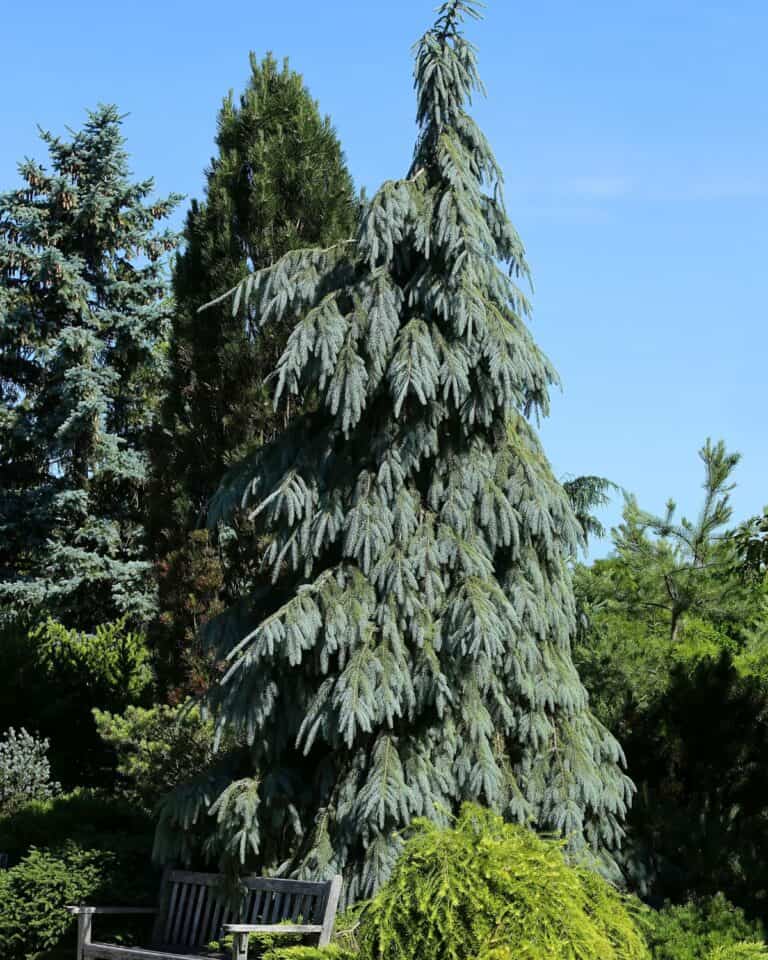 16 Weeping Evergreen Trees That Will Turn Your Garden Into a Wonderland