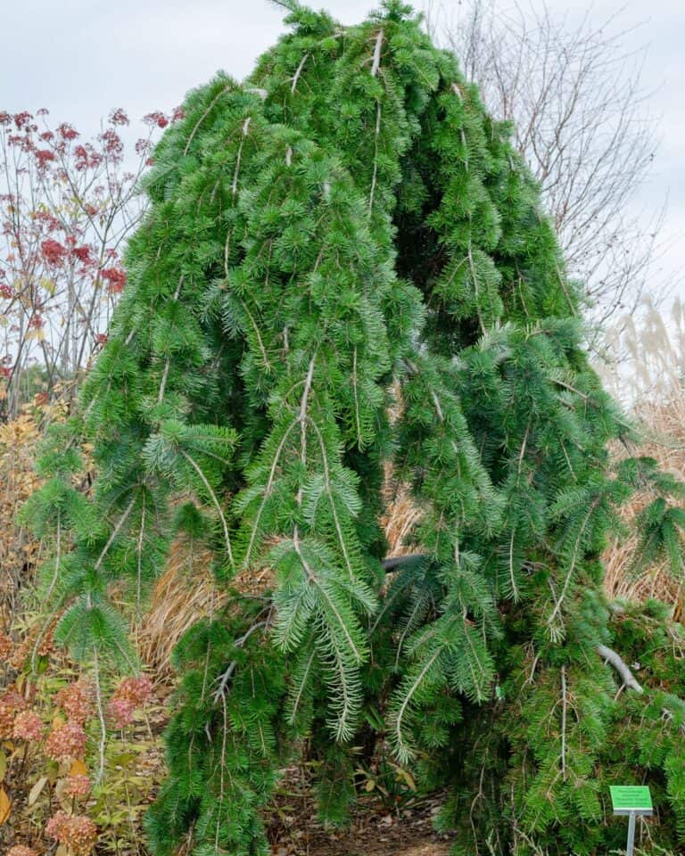 16 Weeping Evergreen Trees That Will Turn Your Garden Into a Wonderland