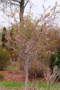 7 Weeping Cherry Trees That Will Make Your Neighbors Jealous