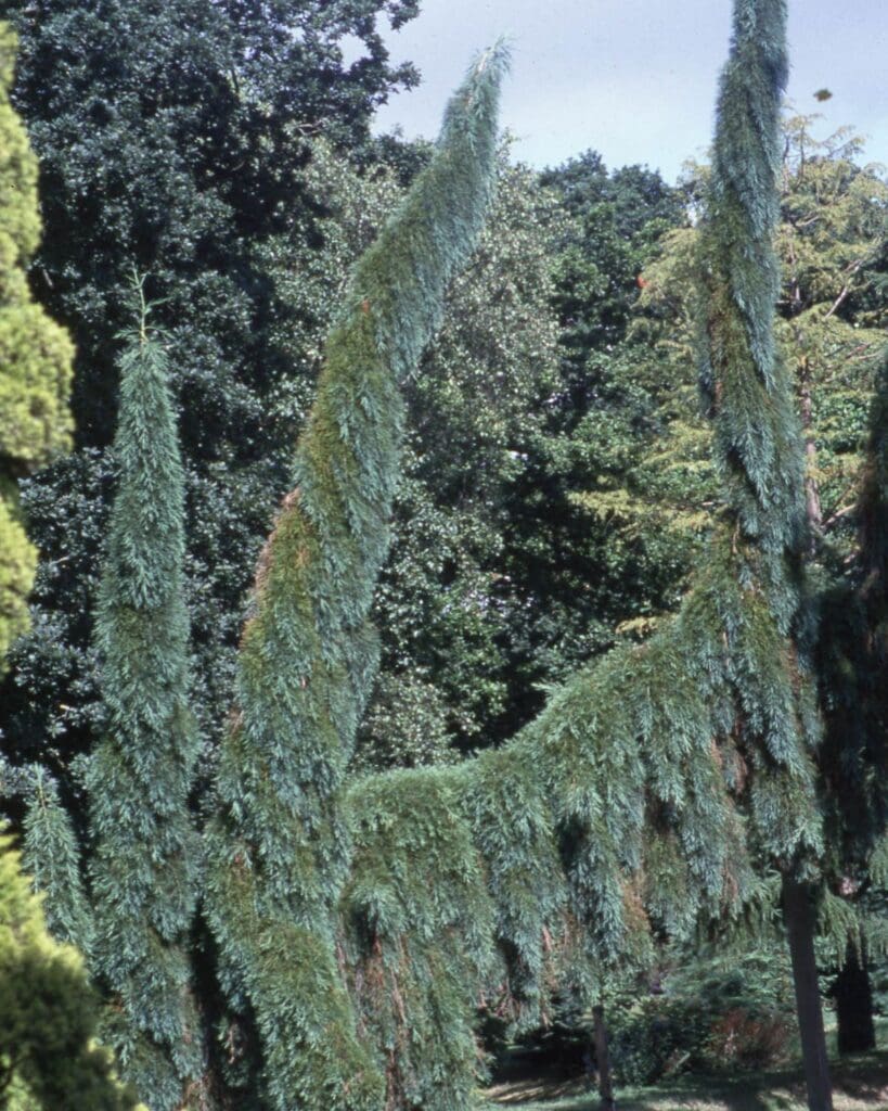16 Weeping Evergreen Trees That Will Turn Your Garden Into a Wonderland
