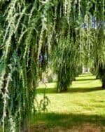 16 Weeping Evergreen Trees That Will Turn Your Garden Into a Wonderland