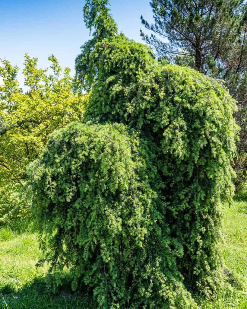 16 Weeping Evergreen Trees That Will Turn Your Garden Into a Wonderland