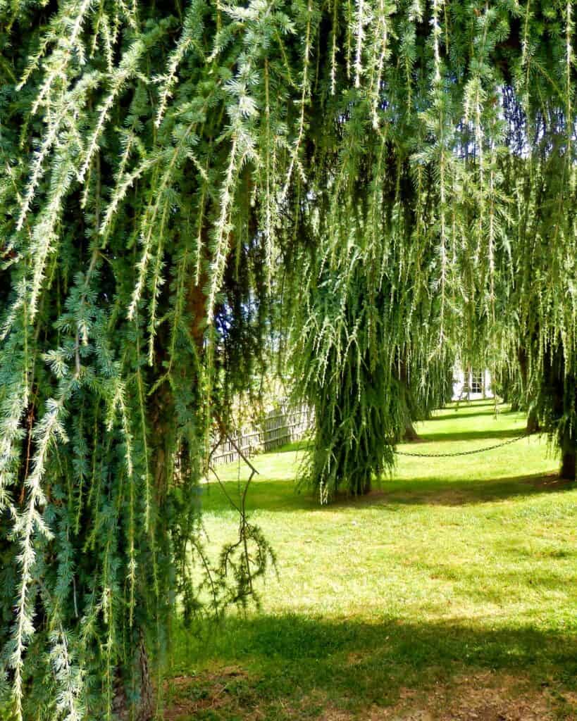 16 Weeping Evergreen Trees That Will Turn Your Garden Into a Wonderland