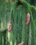 16 Weeping Evergreen Trees That Will Turn Your Garden Into a Wonderland