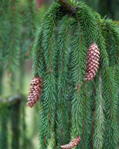 16 Weeping Evergreen Trees That Will Turn Your Garden Into a Wonderland