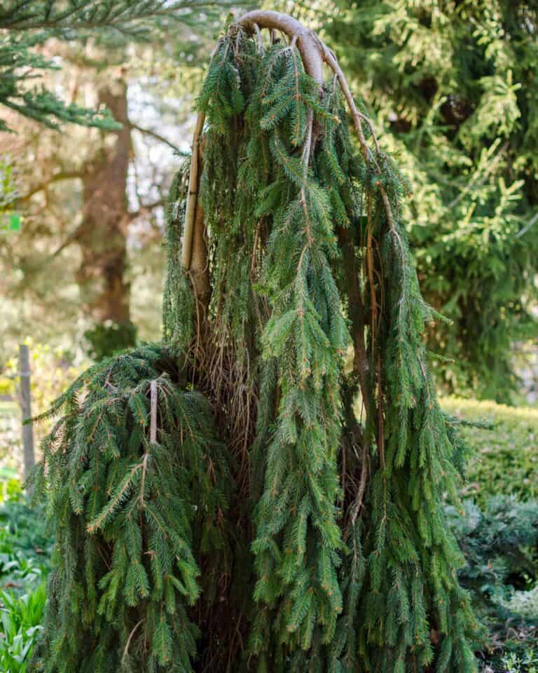 16 Weeping Evergreen Trees That Will Turn Your Garden Into a Wonderland