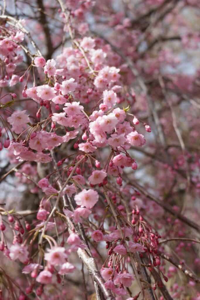 7 Weeping Cherry Trees That Will Make Your Neighbors Jealous