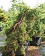 16 Weeping Evergreen Trees That Will Turn Your Garden Into a Wonderland