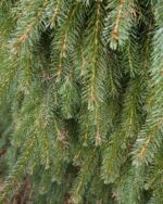 16 Weeping Evergreen Trees That Will Turn Your Garden Into a Wonderland