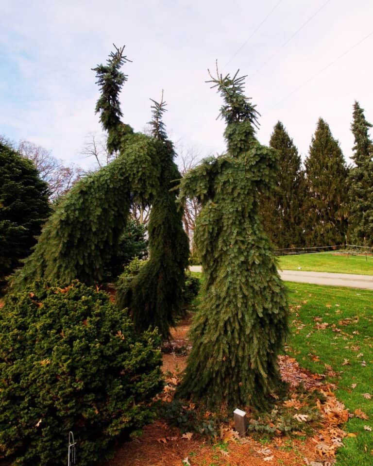 16 Weeping Evergreen Trees That Will Turn Your Garden Into a Wonderland