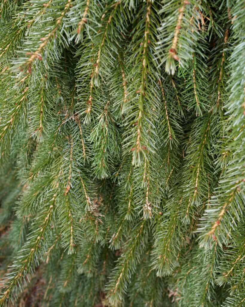 16 Weeping Evergreen Trees That Will Turn Your Garden Into a Wonderland